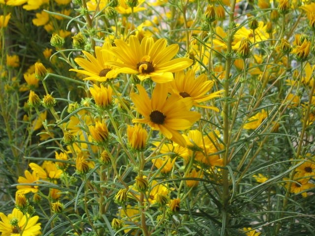 Plants & Flowers - Beaver Creek Nursery